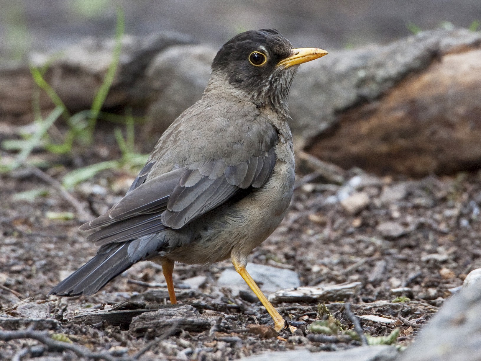 Austral Thrush - eBird