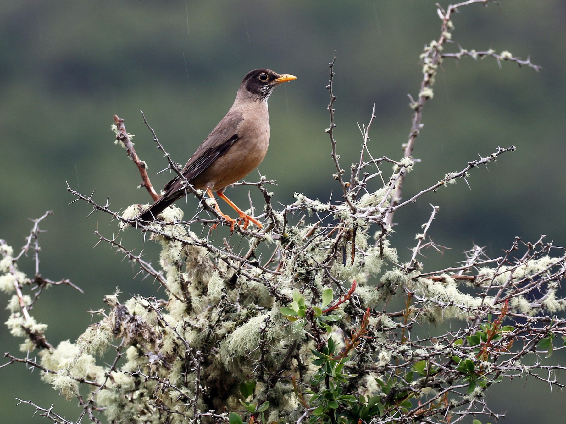Austral Thrush - eBird