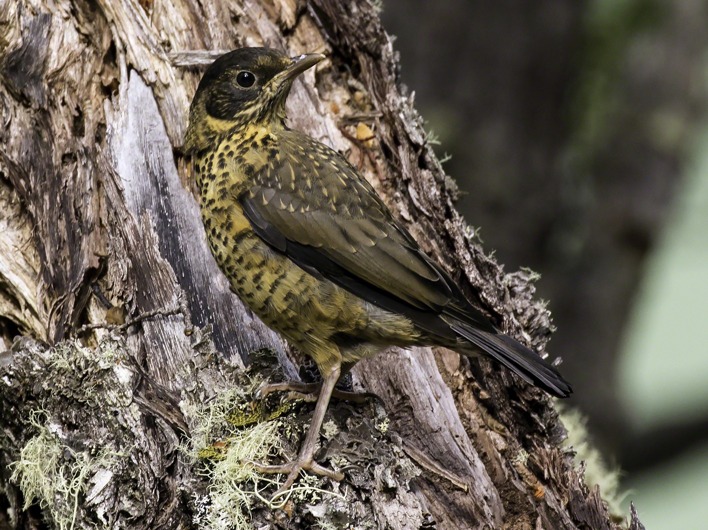 Austral Thrush - eBird