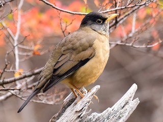 Austral Thrush - eBird