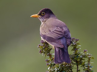 Austral Thrush - eBird