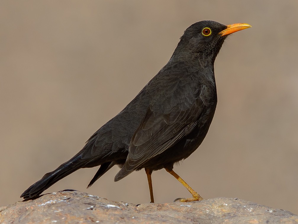 Chiguanco Thrush - eBird