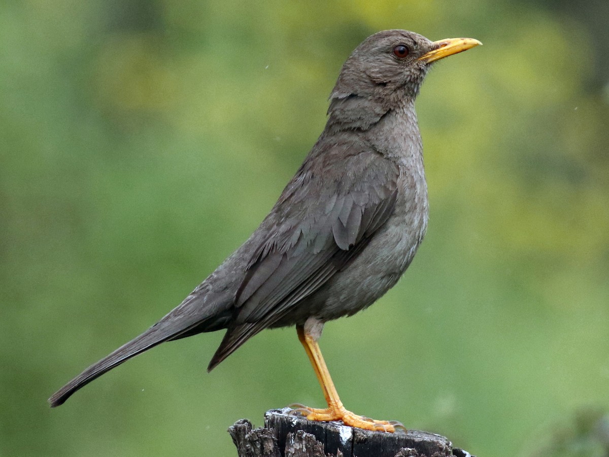 Chiguanco Thrush - Turdus chiguanco - Birds of the World