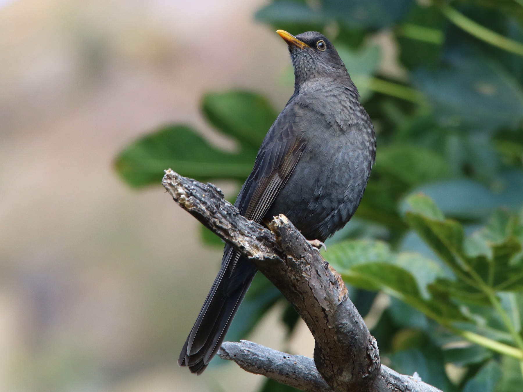 Chiguanco Thrush - eBird