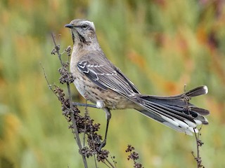 Tenca chilena - eBird