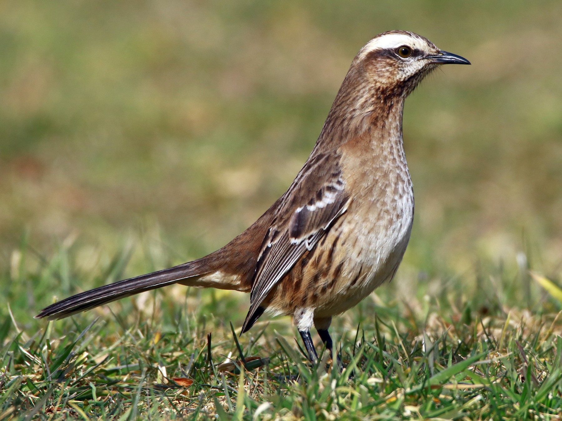 Tenca chilena - eBird