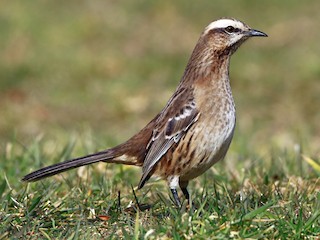 Chilean Mockingbird - Mimus thenca - Birds of the World