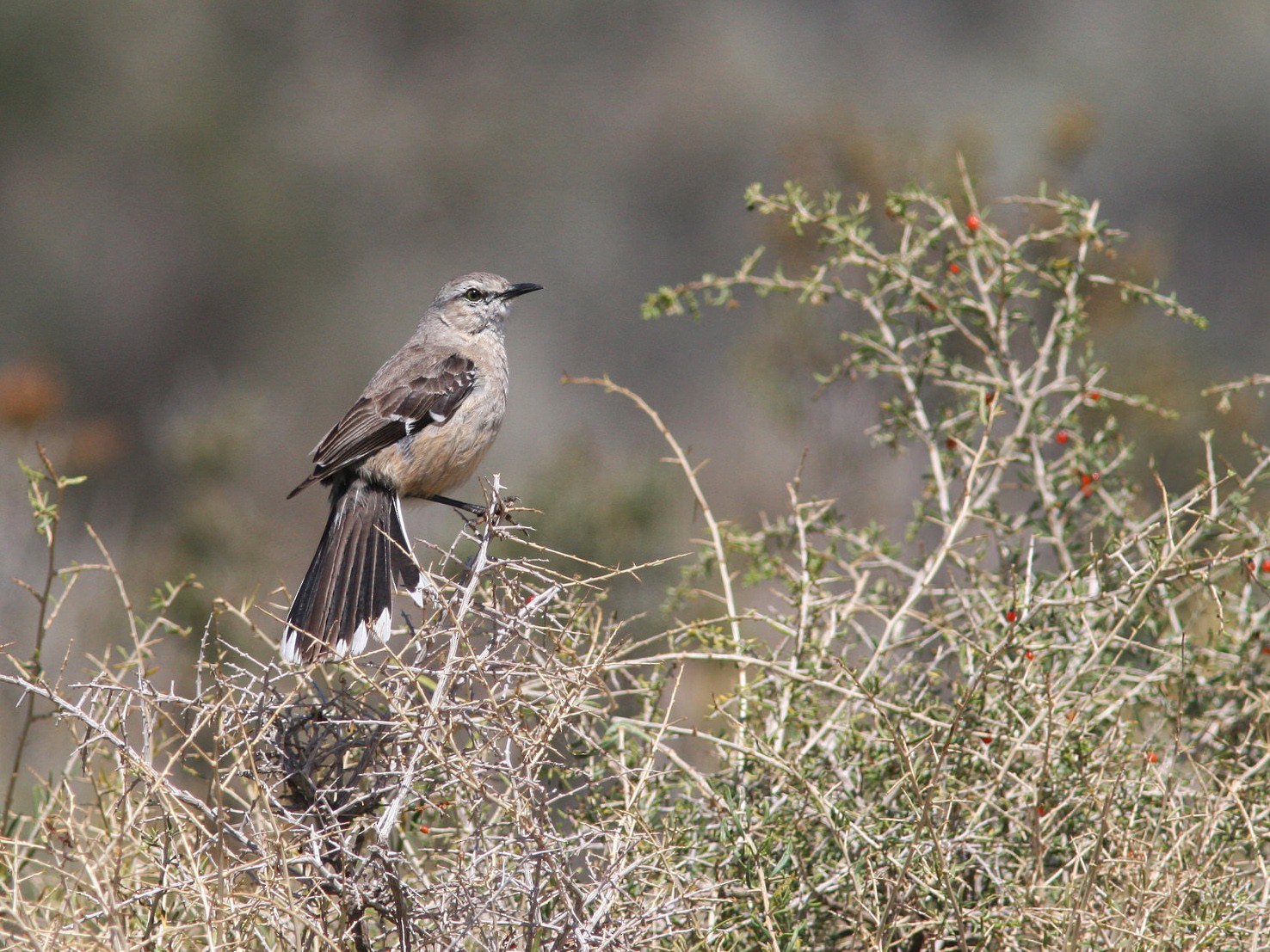 Patagonian Mockingbird - eBird
