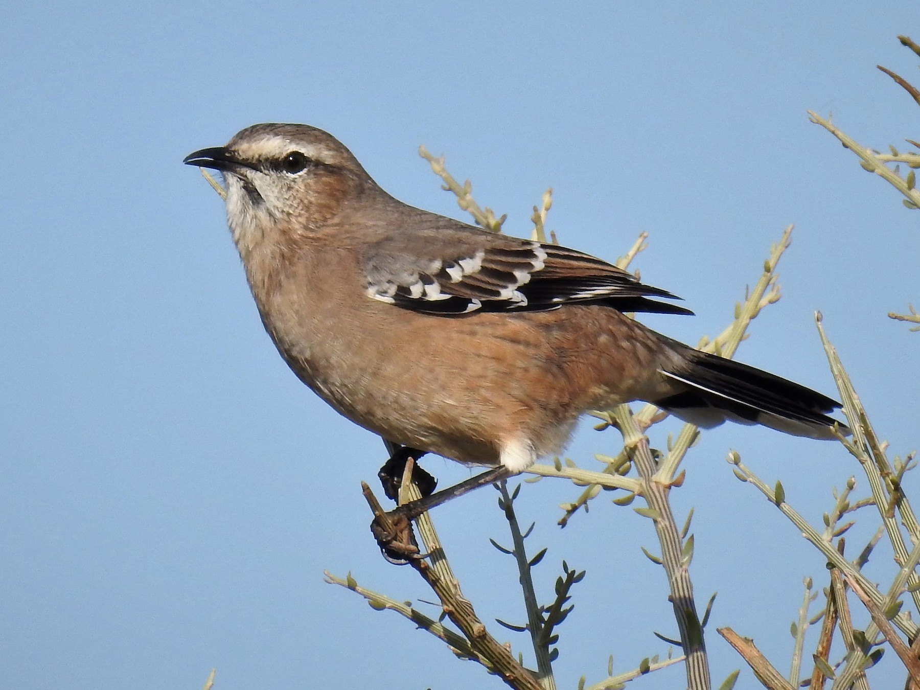 Patagonian Mockingbird - eBird