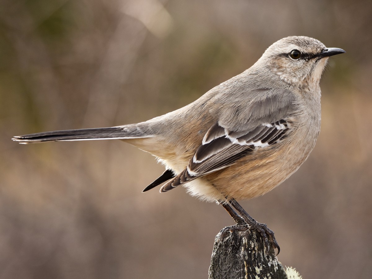 Patagonian Mockingbird - Mimus patagonicus - Birds of the World
