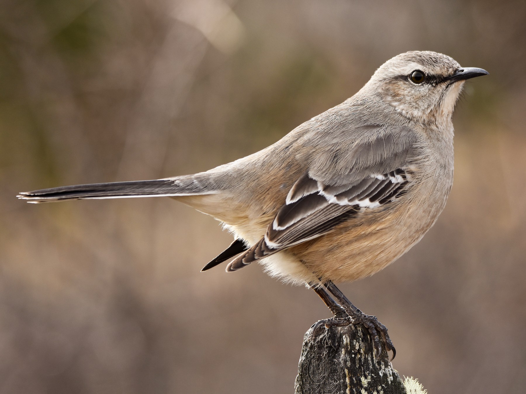 Patagonian Mockingbird - eBird