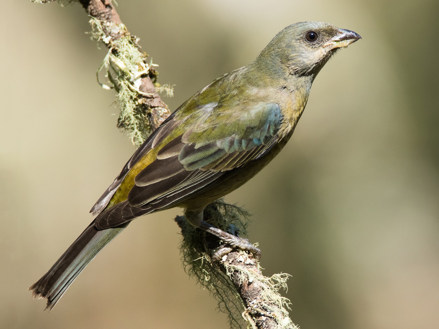 Blue-and-yellow Tanager - eBird