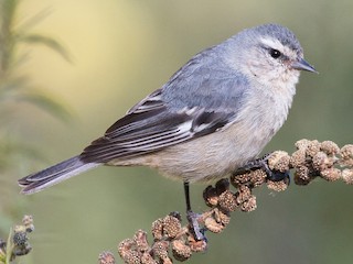 Cinereous Conebill - Conirostrum cinereum - Birds of the World