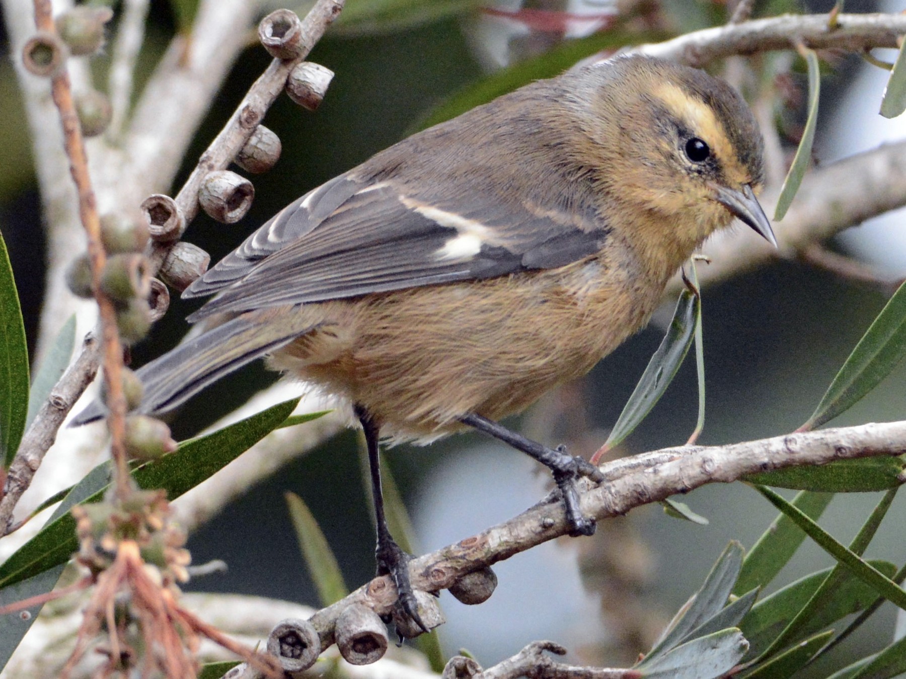Cinereous Conebill - eBird