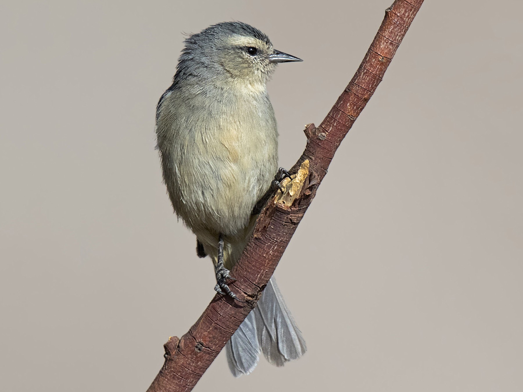 Cinereous Conebill - eBird