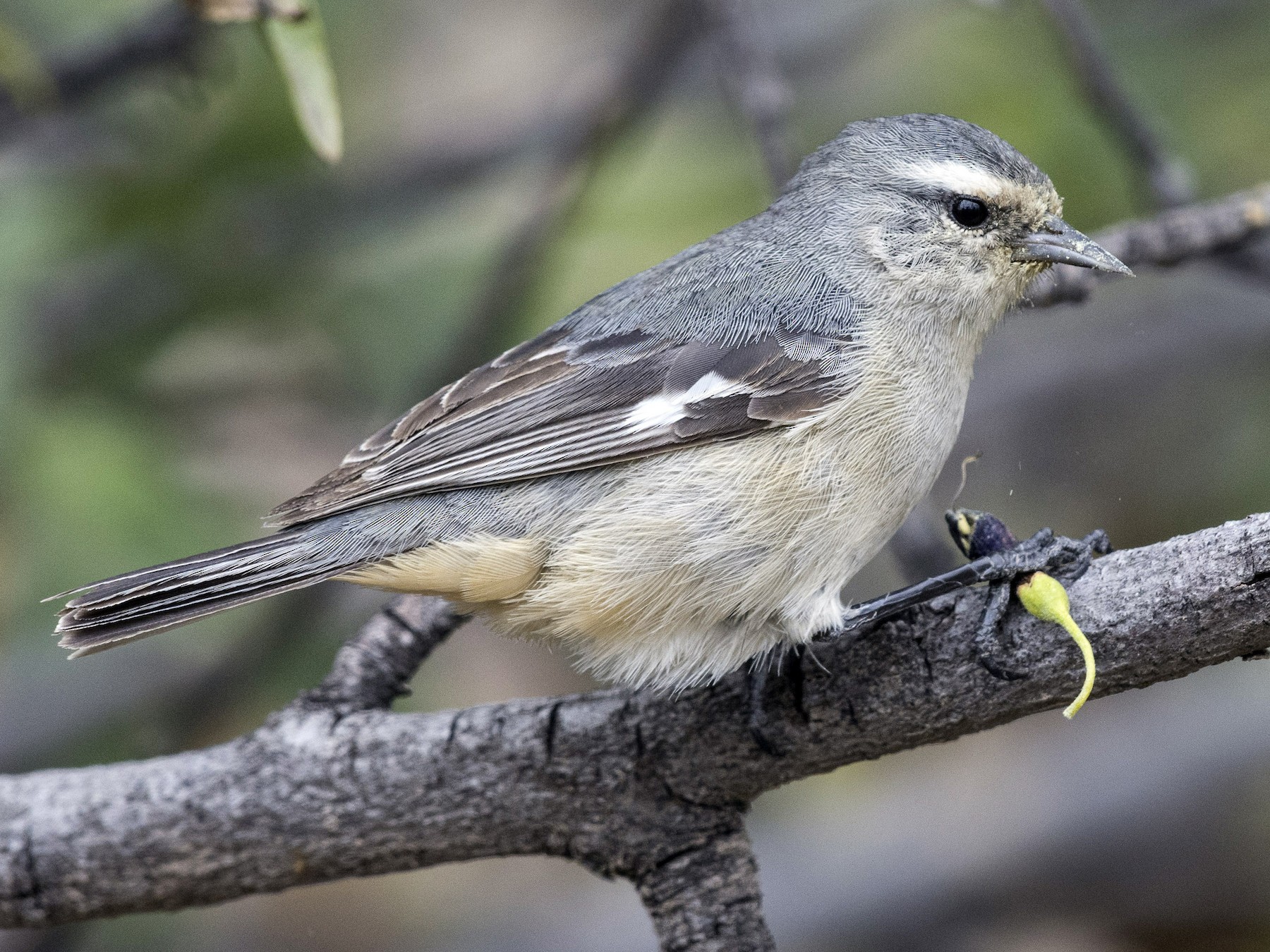 Cinereous Conebill - eBird