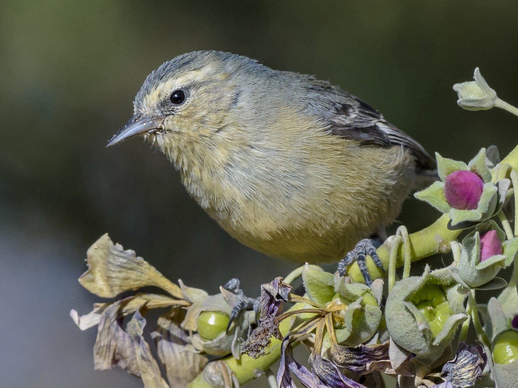 Cinereous Conebill - eBird