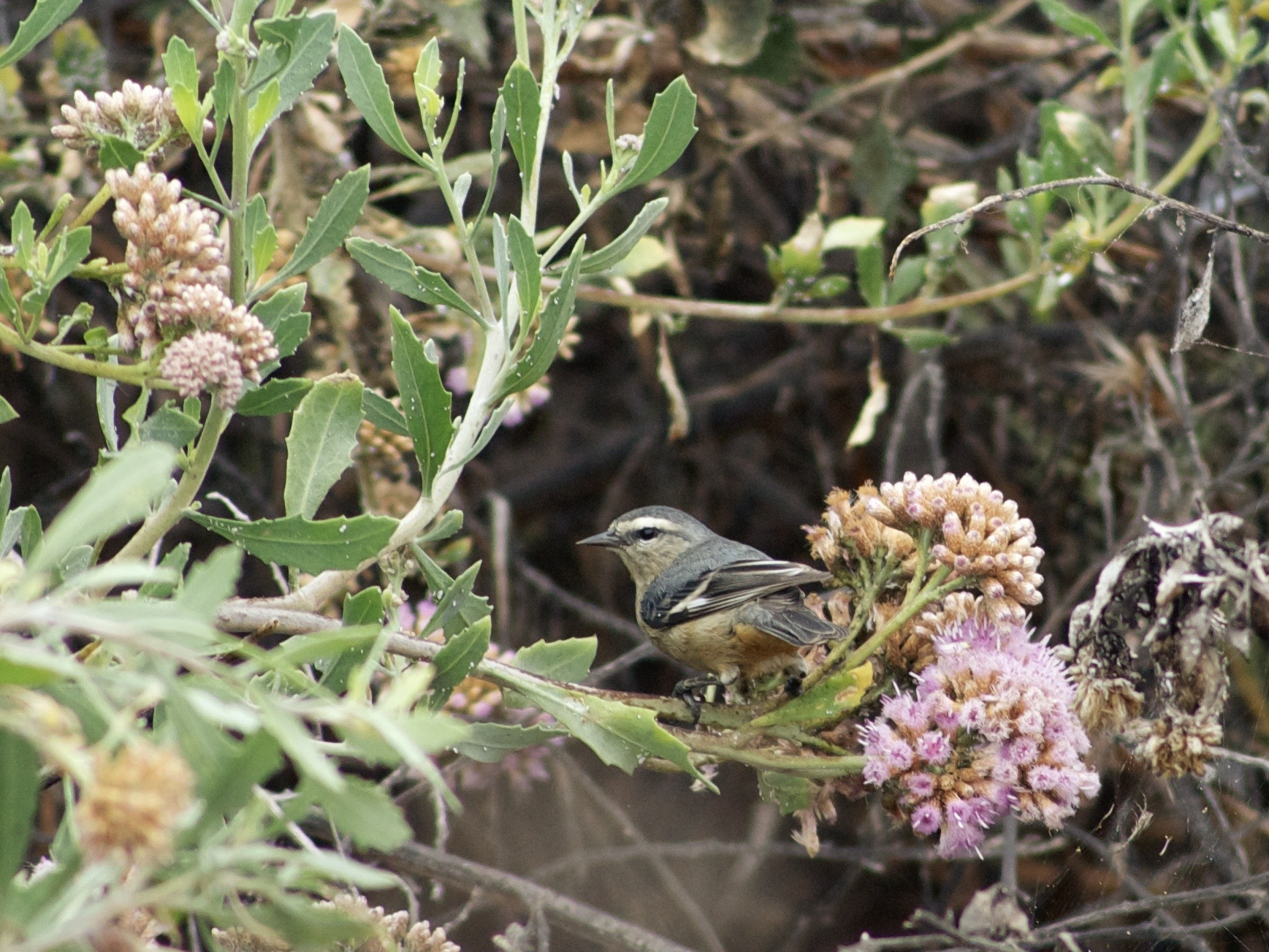 Cinereous Conebill - eBird