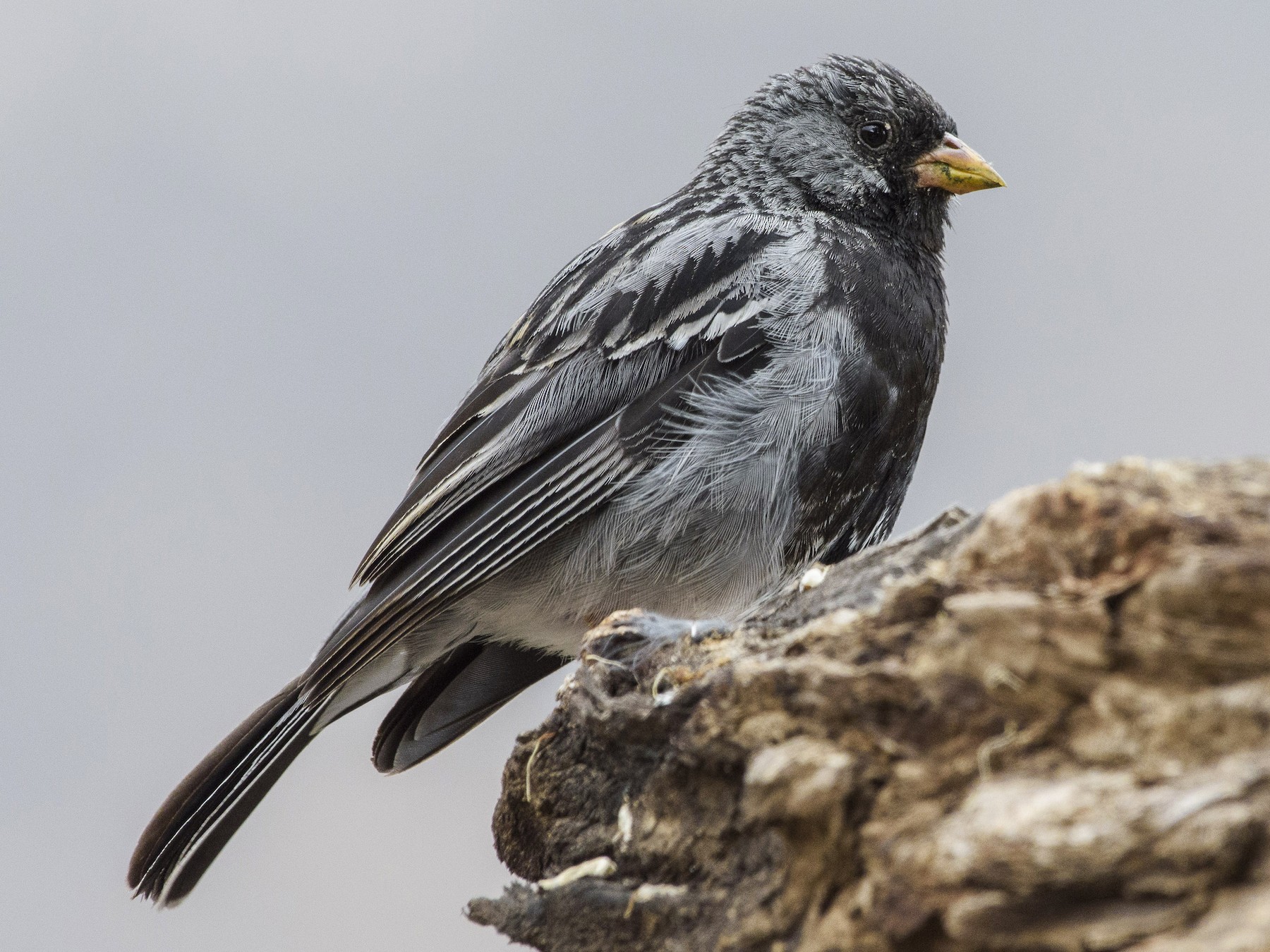 Mourning Sierra Finch - eBird