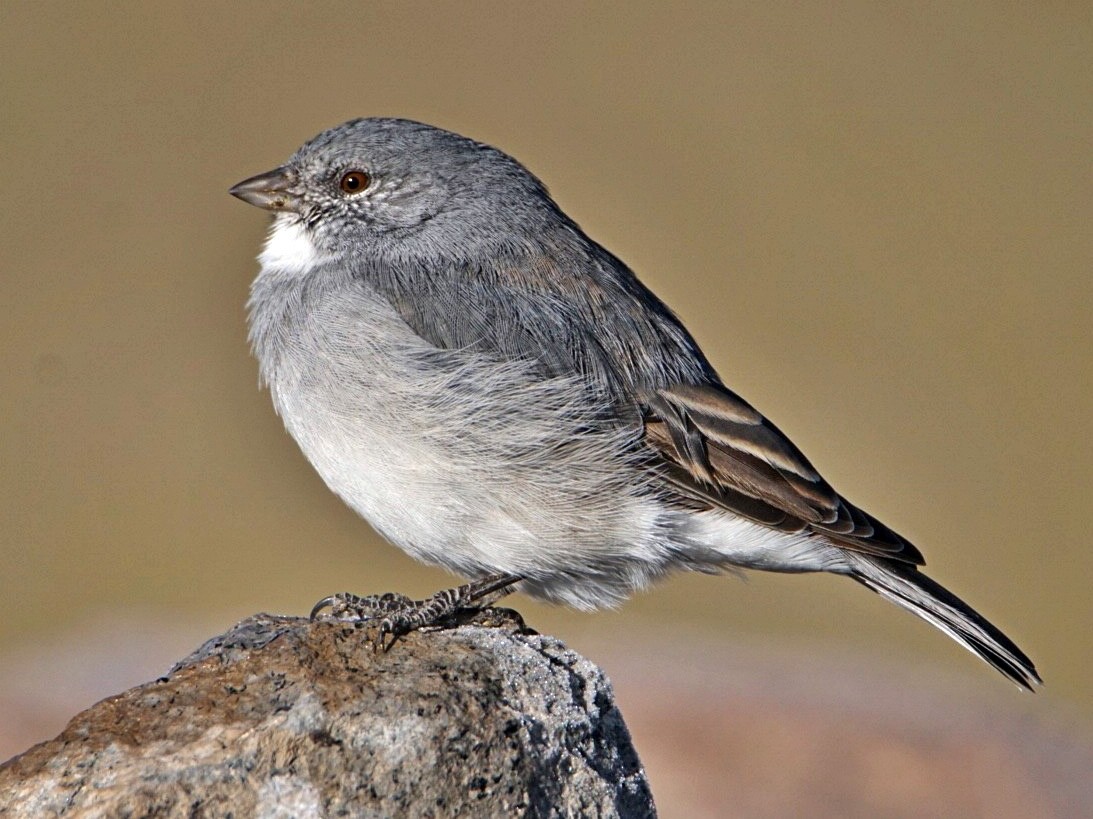 White-throated Sierra Finch - eBird