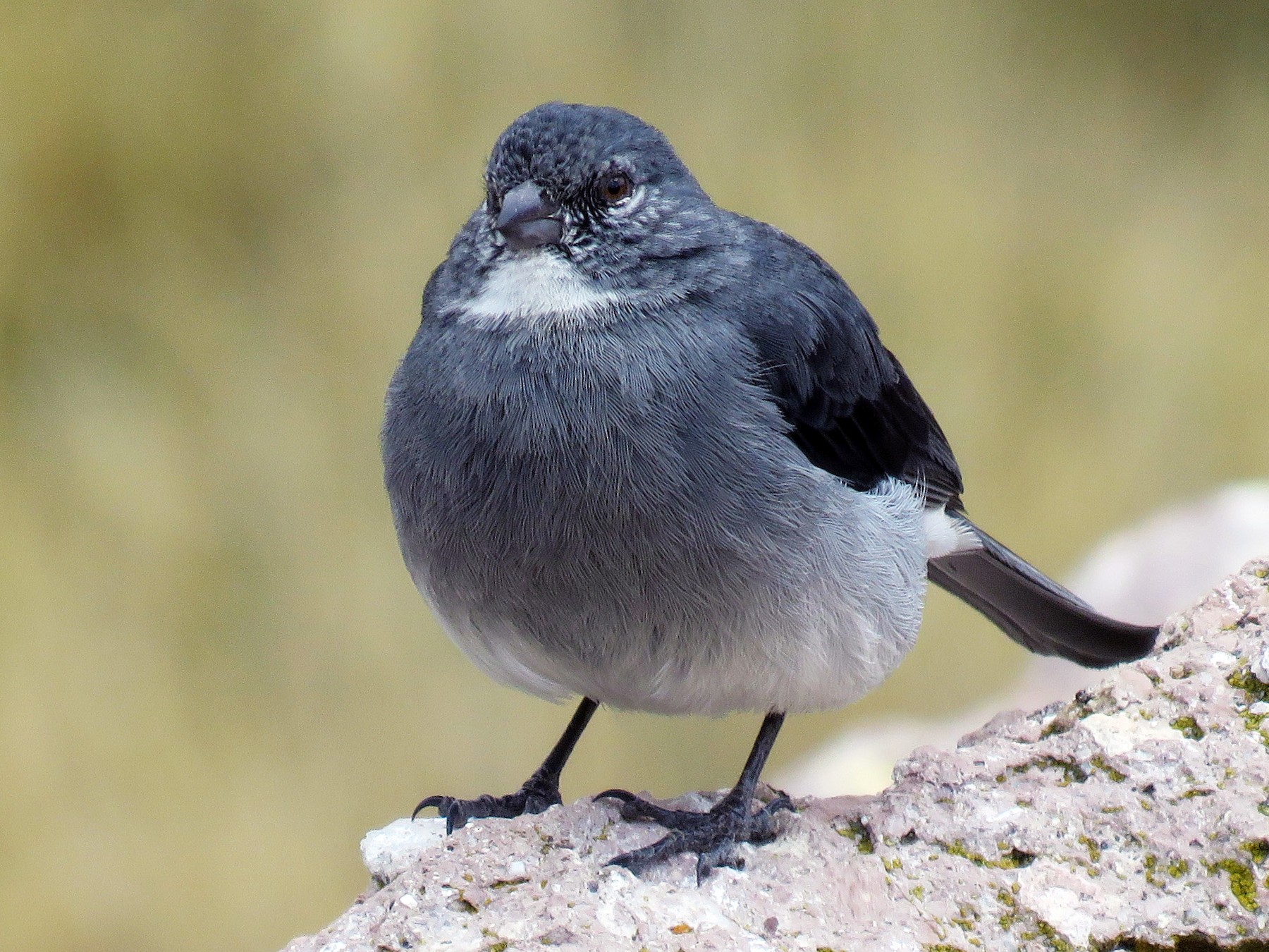 White-throated Sierra Finch - eBird