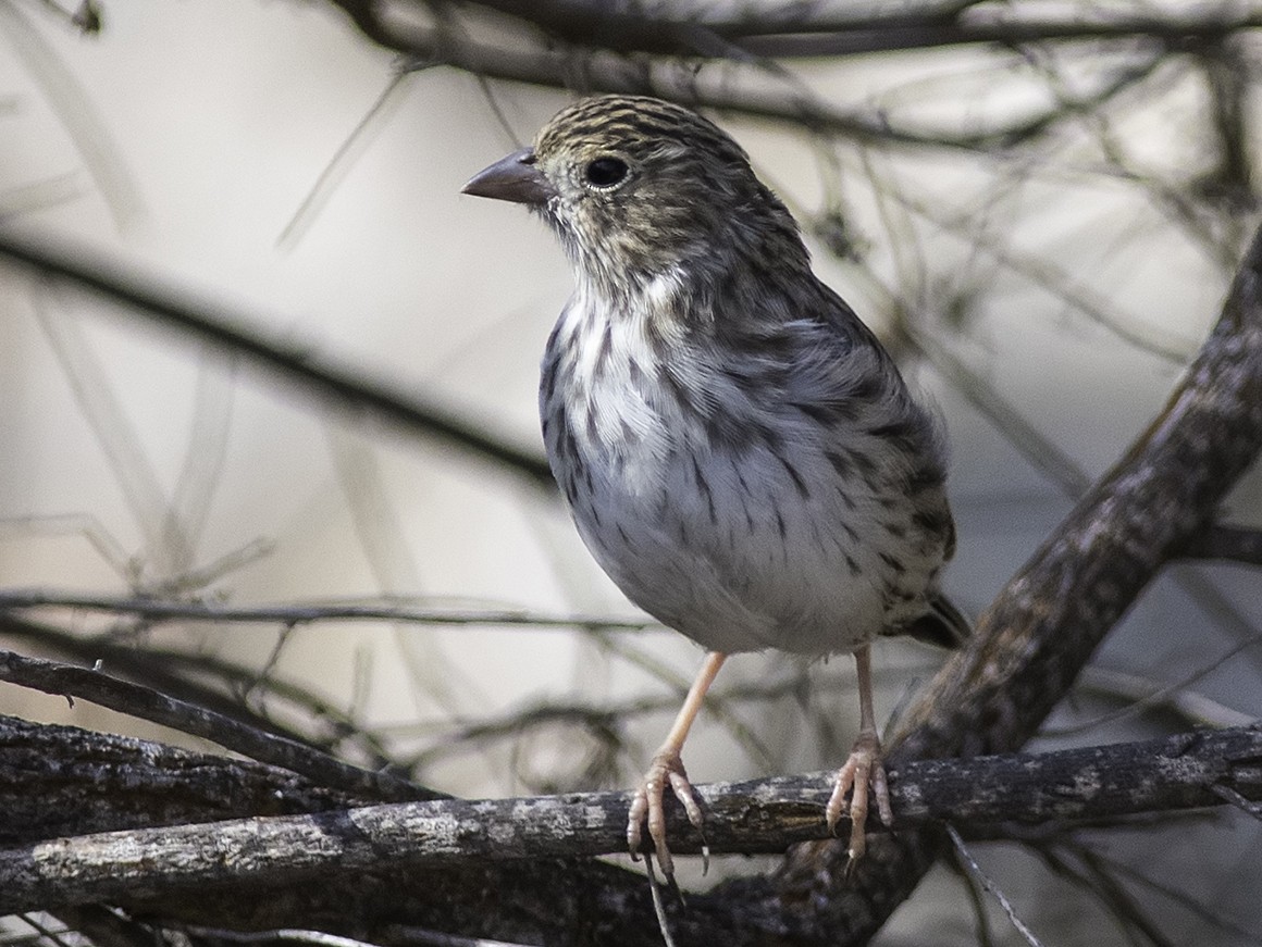 Band-tailed Sierra Finch - eBird
