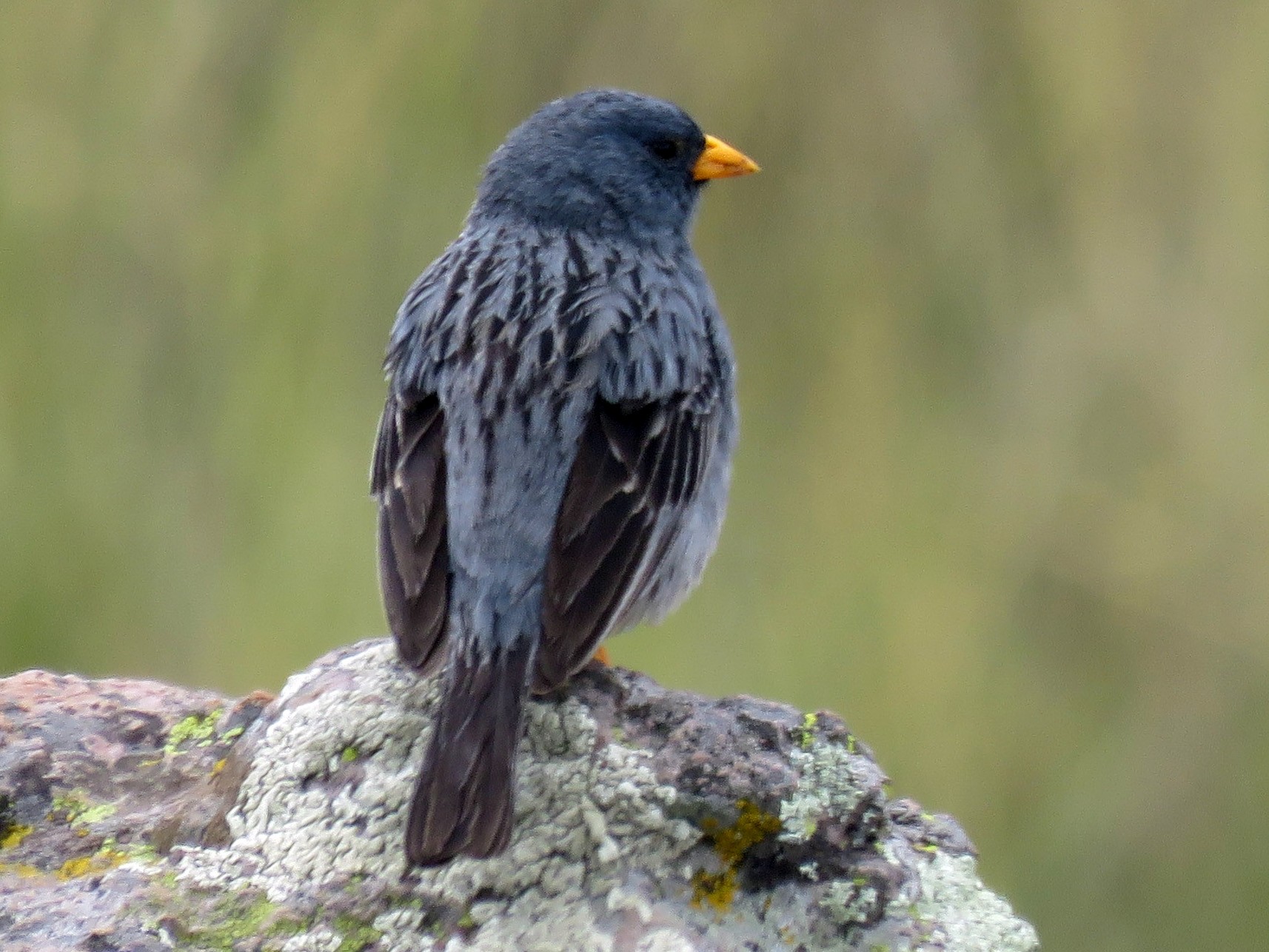 Band-tailed Sierra Finch - eBird