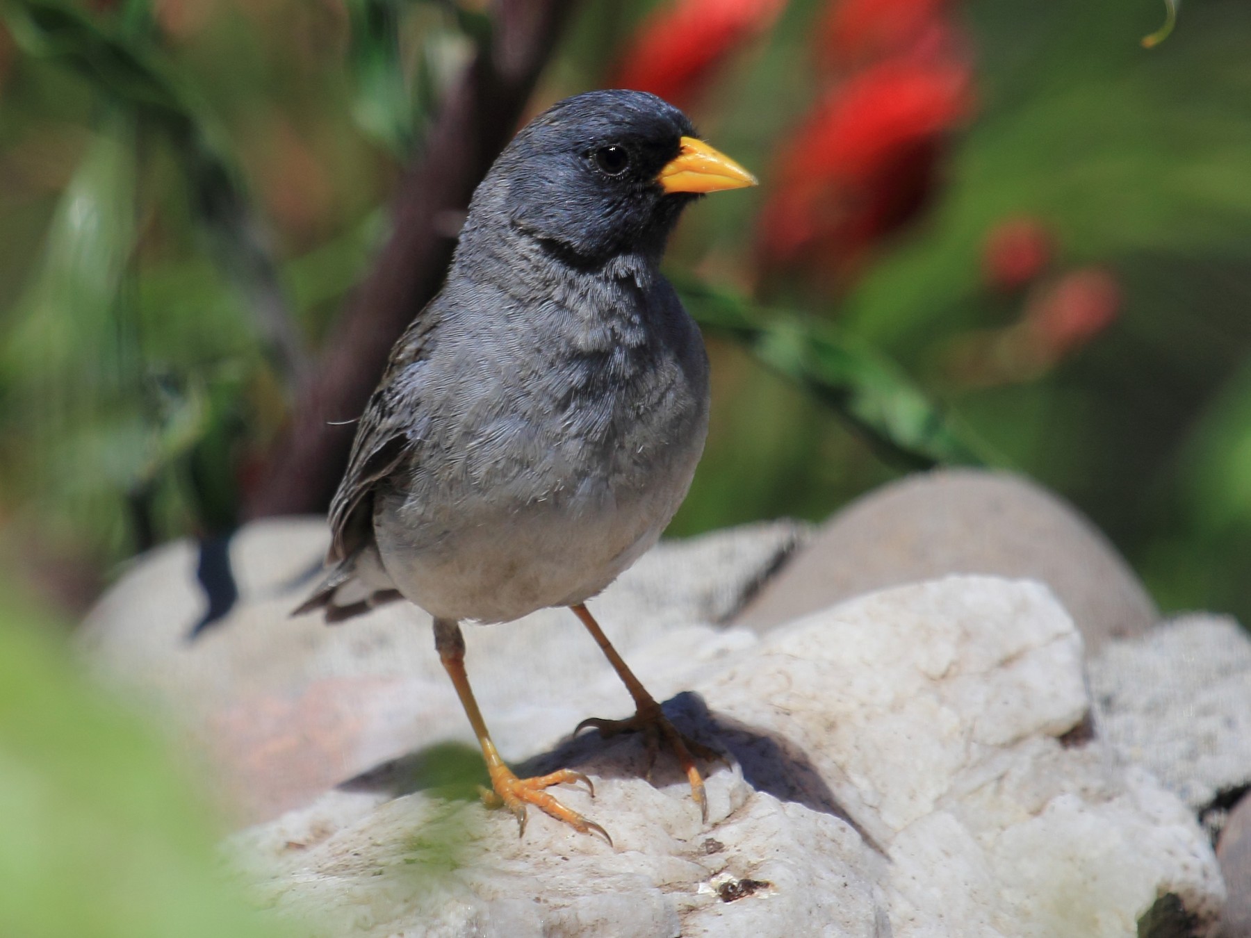 Band-tailed Sierra Finch - eBird