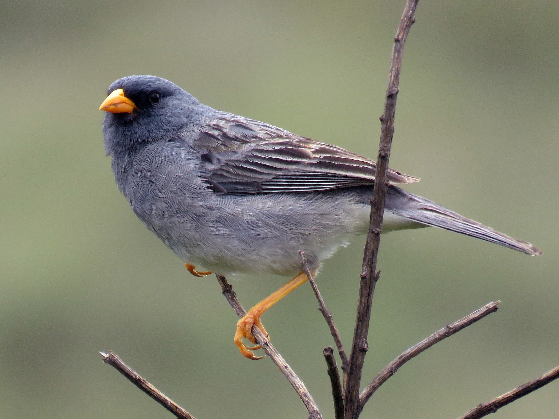 Band-tailed Sierra Finch - eBird