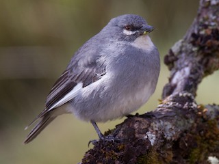 Glacier Finch - eBird