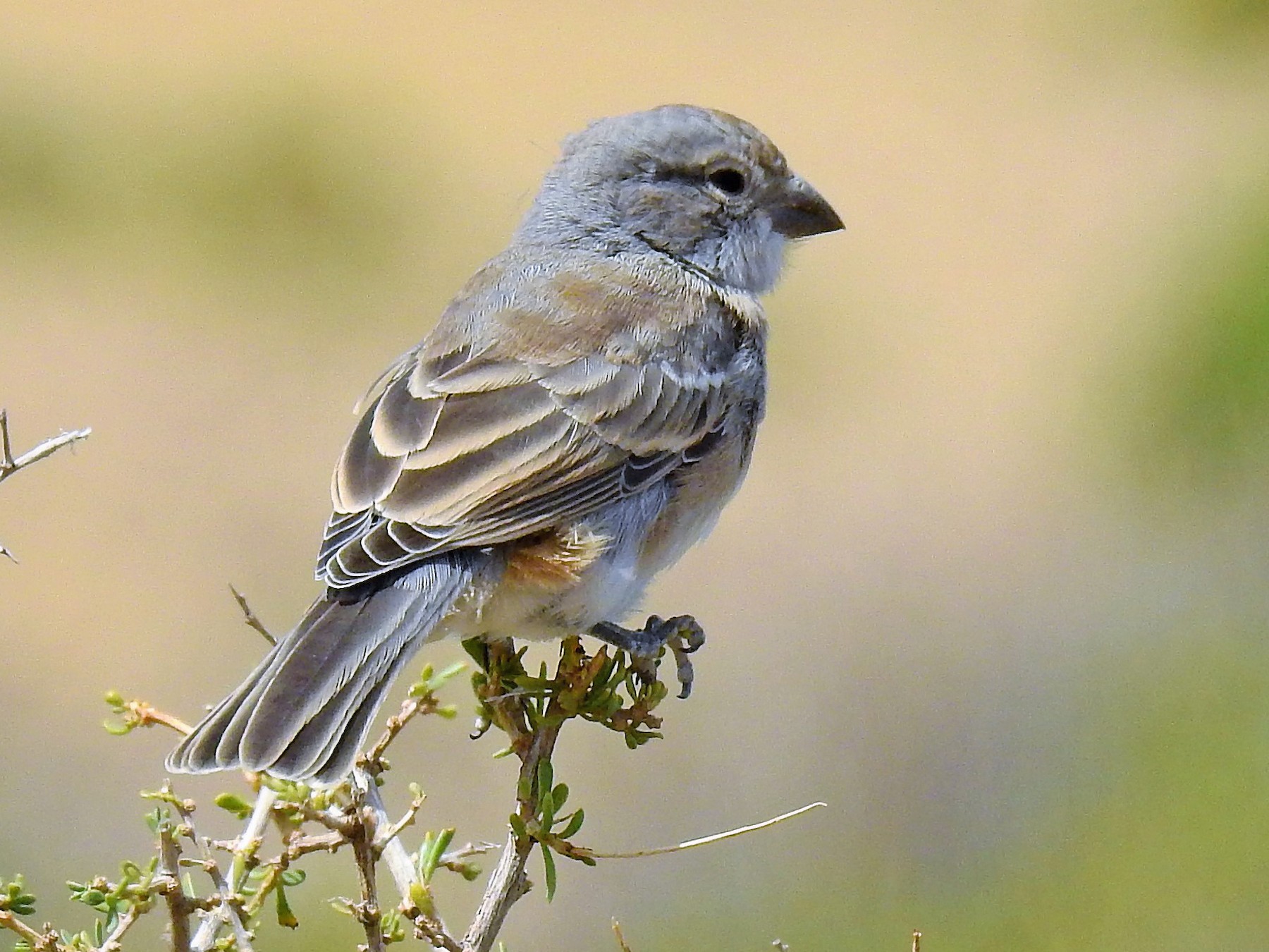 Diuca Finch - eBird