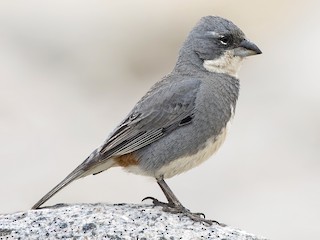 Diuca Finch - Diuca diuca - Birds of the World