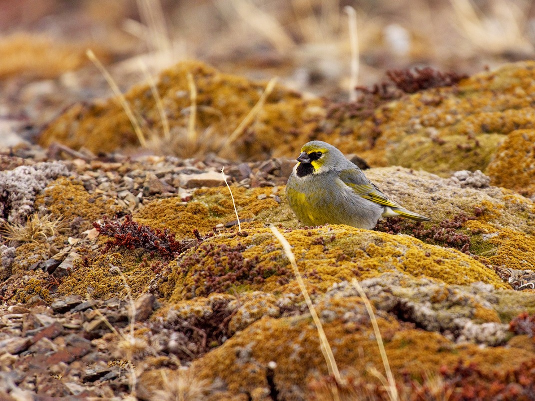 Yellow-bridled Finch - eBird
