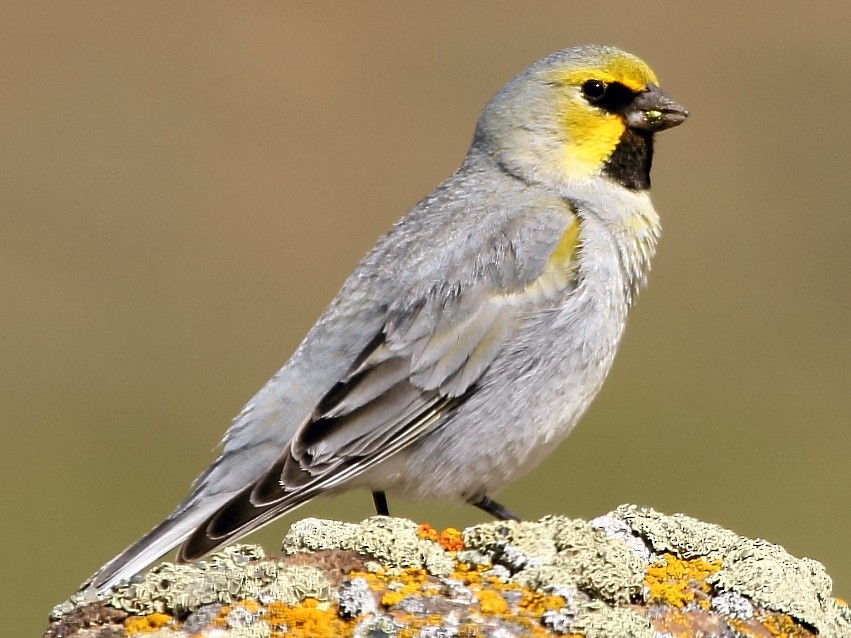 Yellow-bridled Finch - eBird