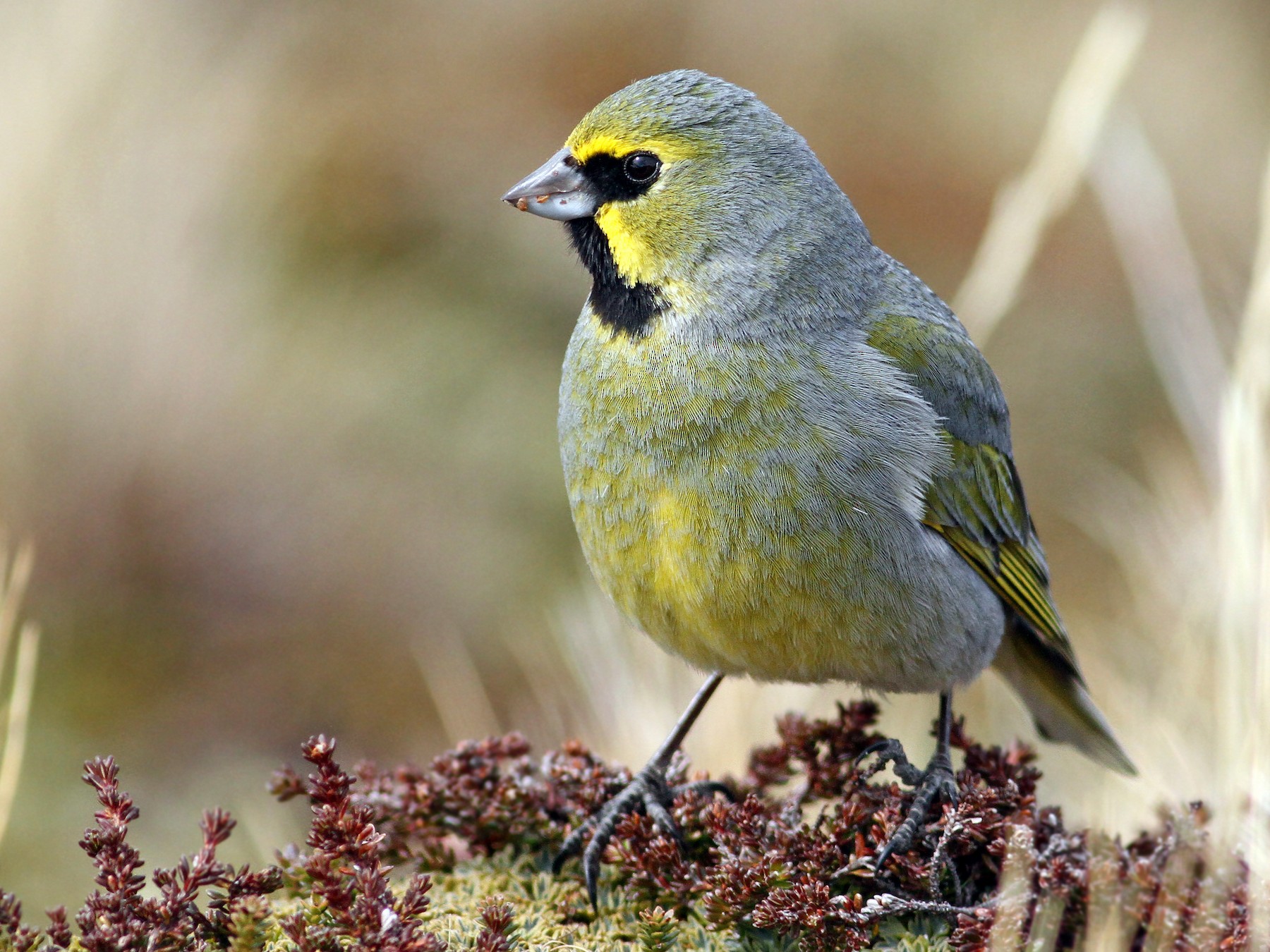 Yellow-bridled Finch - eBird