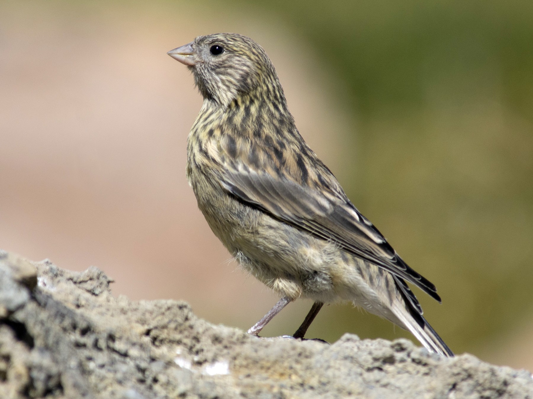 Yellow-bridled Finch - eBird
