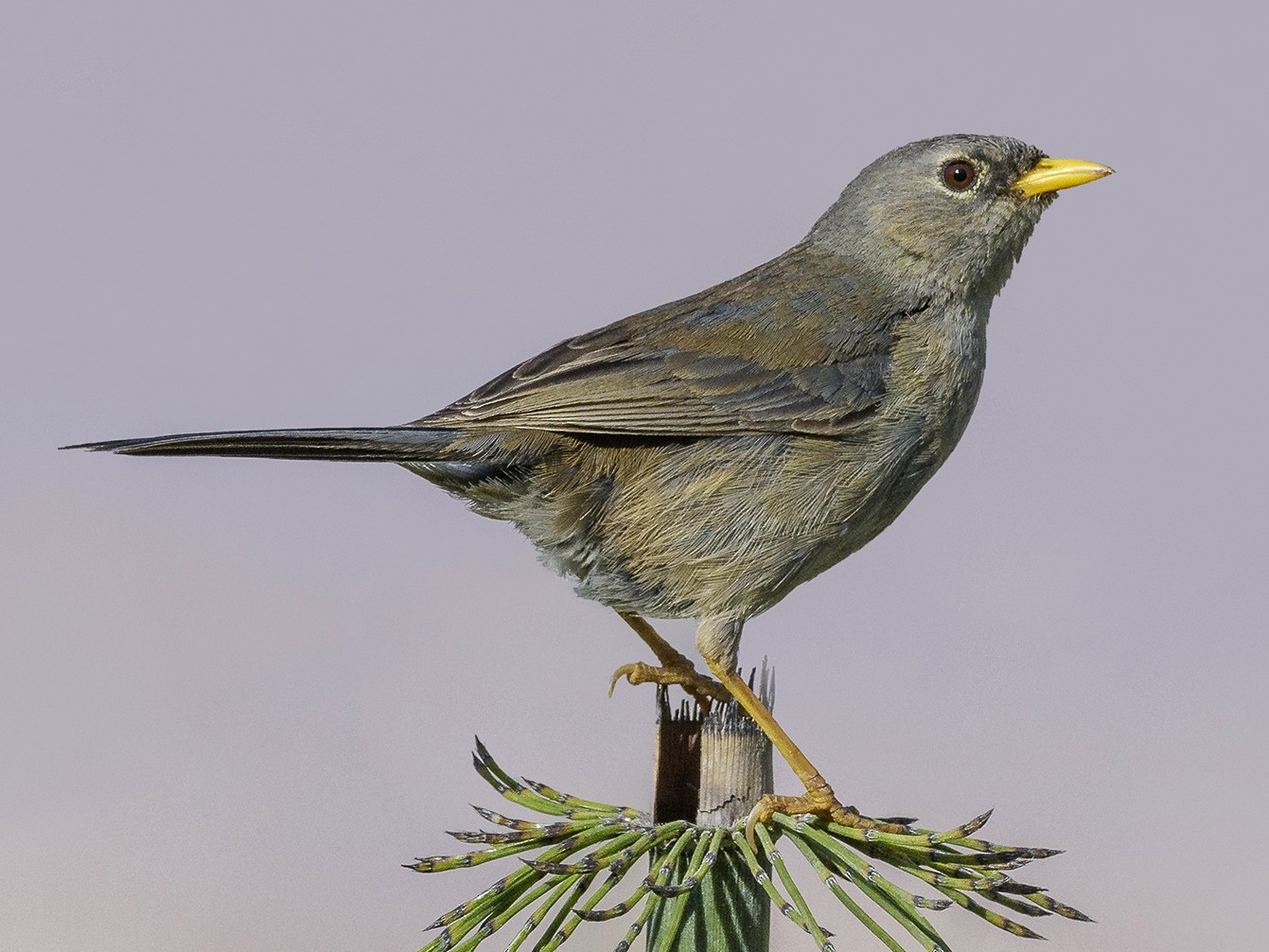 Slender-billed Finch - eBird