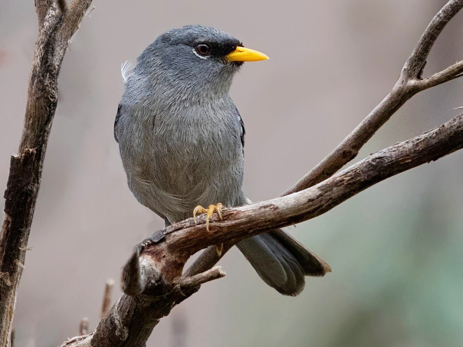 Slender-billed Finch - eBird
