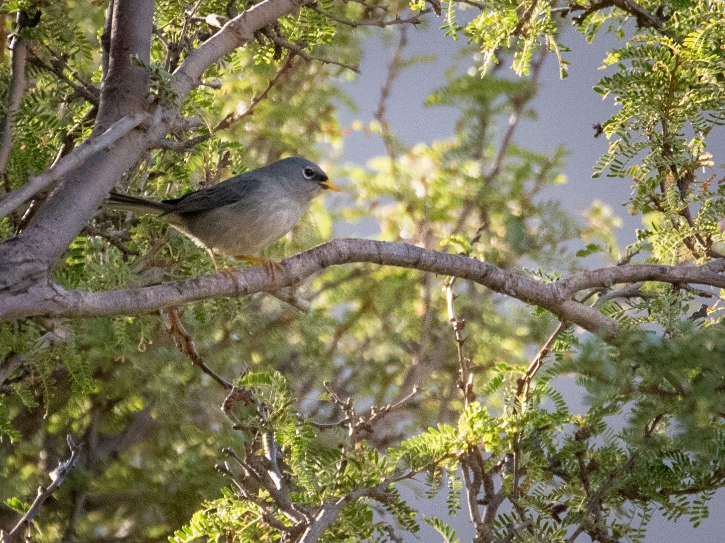 Slender-billed Finch - eBird