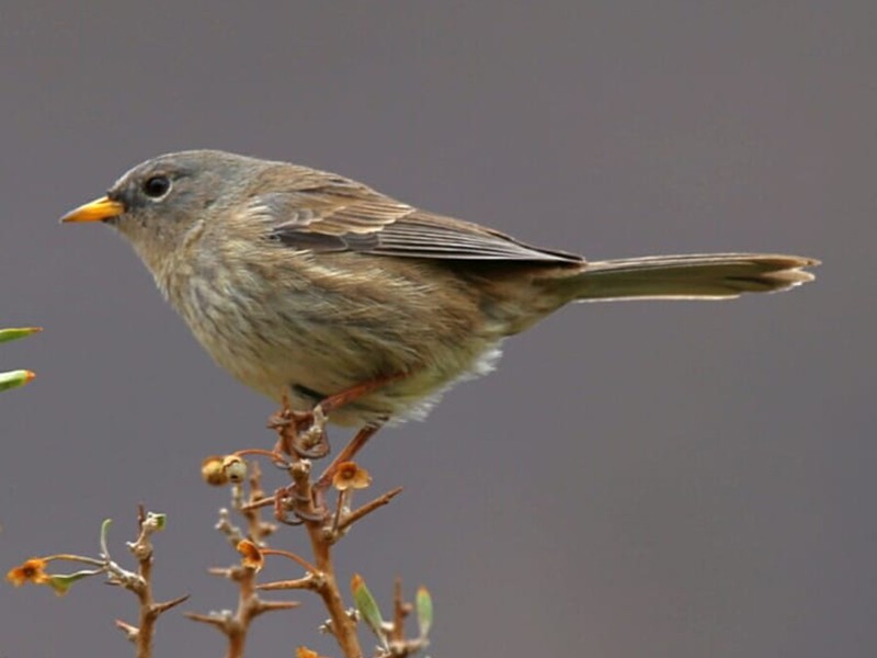 Slender-billed Finch - eBird