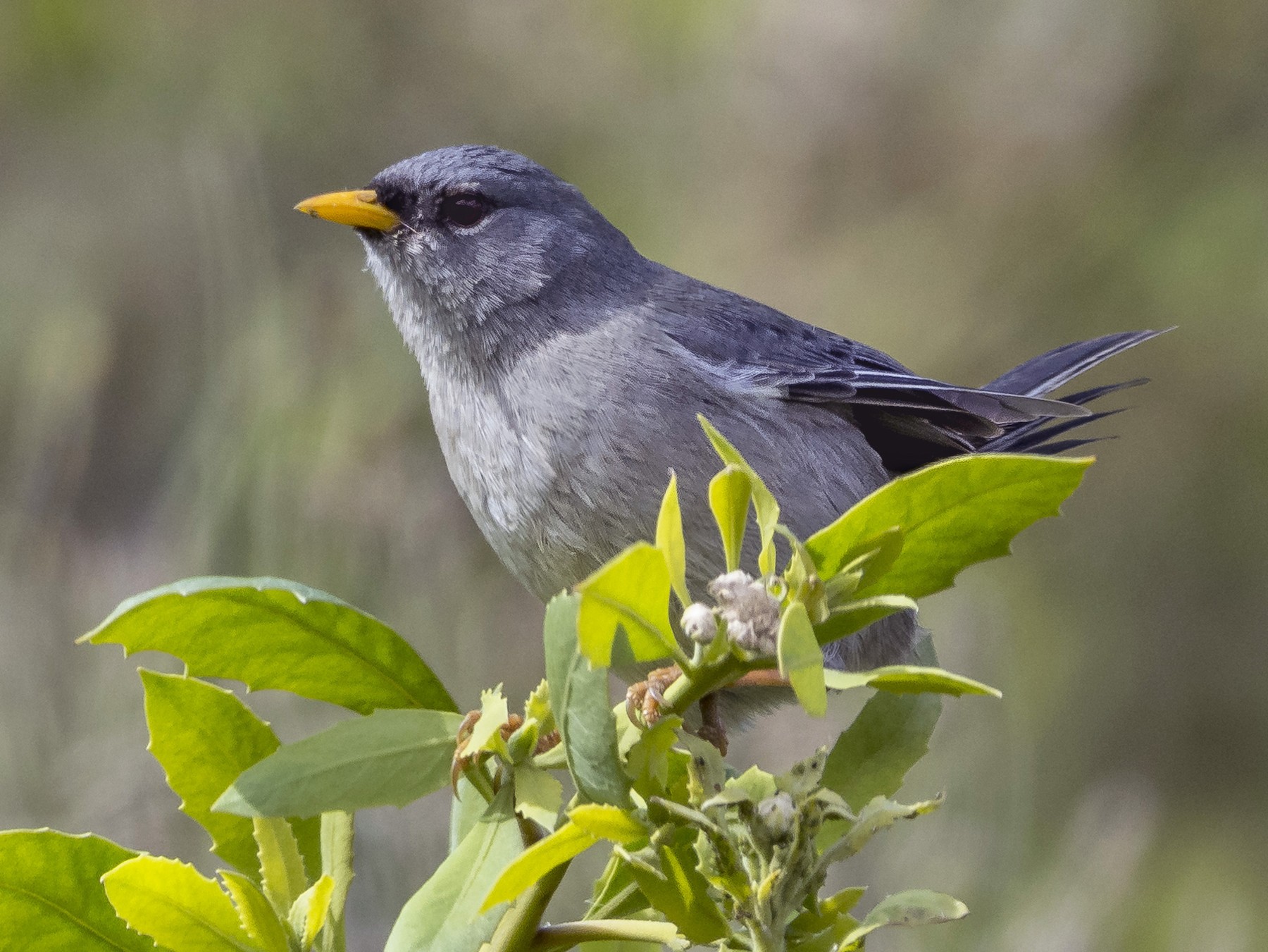 Slender-billed Finch - eBird