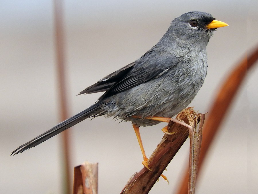 Slender-billed Finch - eBird