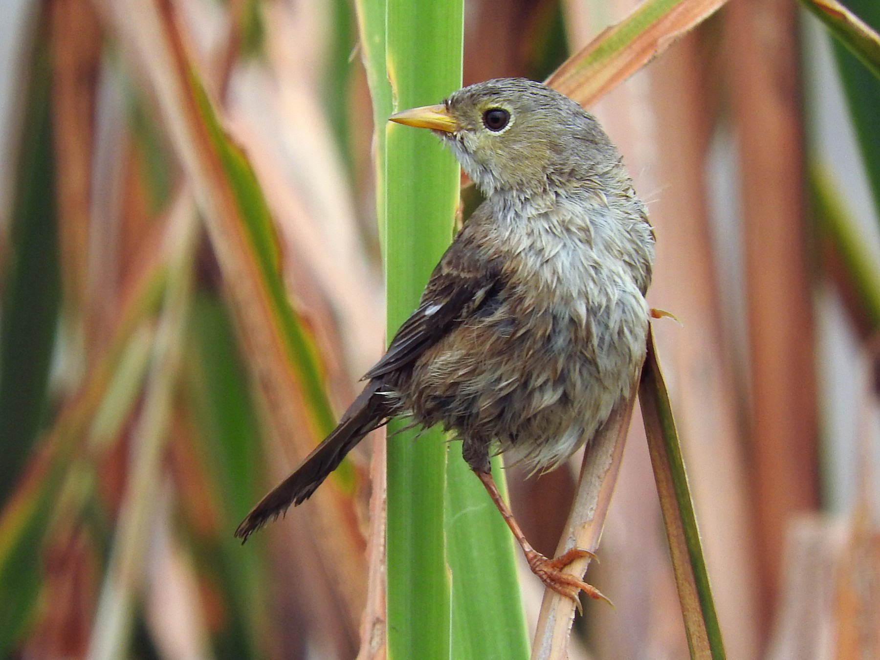 Slender-billed Finch - eBird