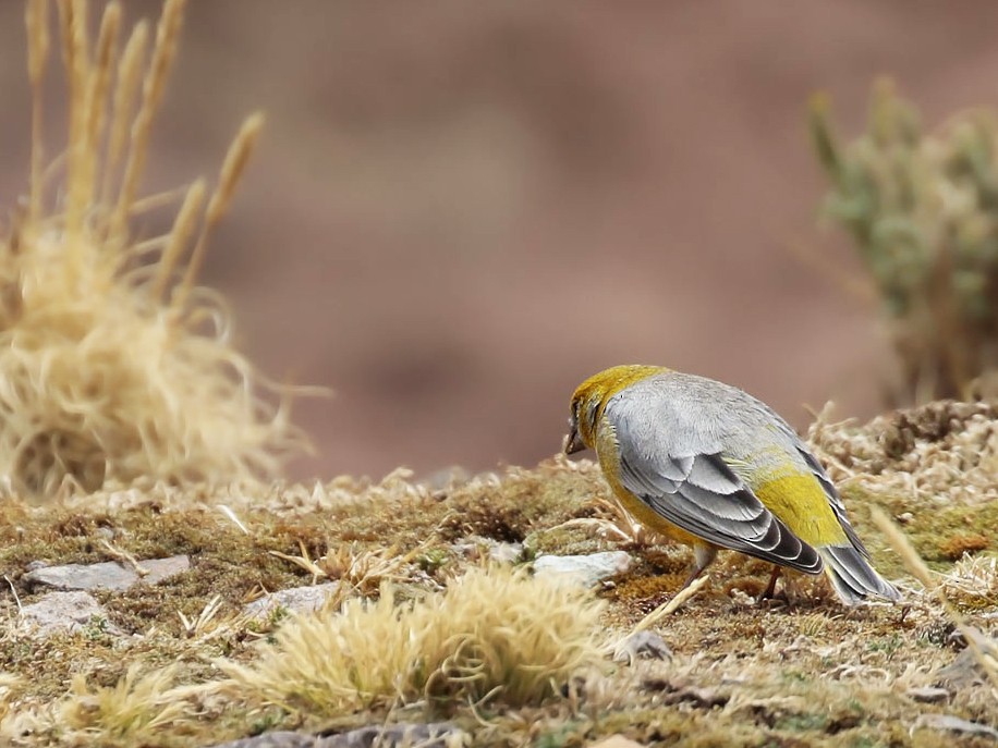 Bright-rumped Yellow-Finch - eBird