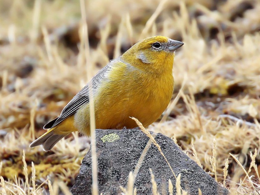 Bright-rumped Yellow-Finch - eBird