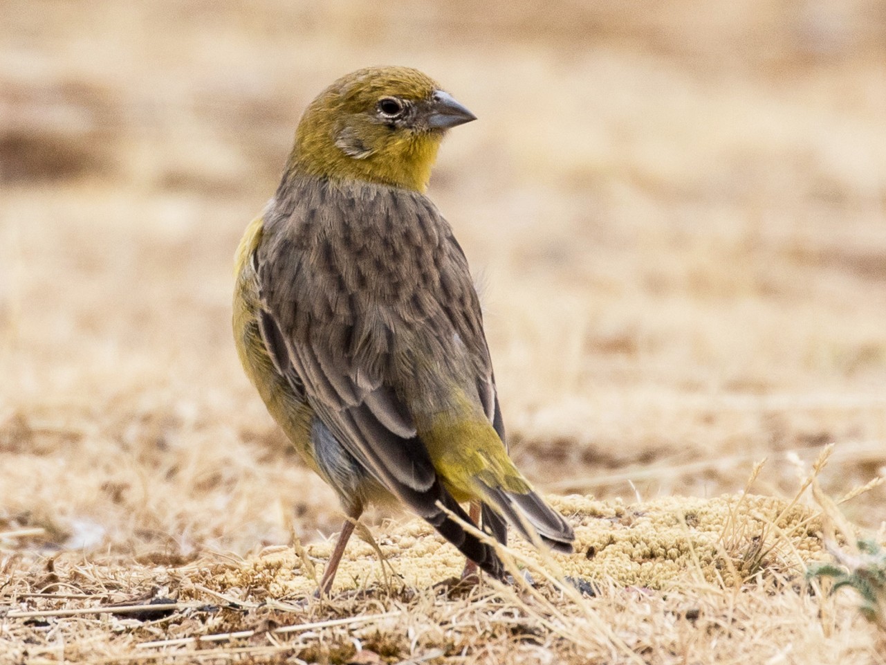 Bright-rumped Yellow-Finch - eBird