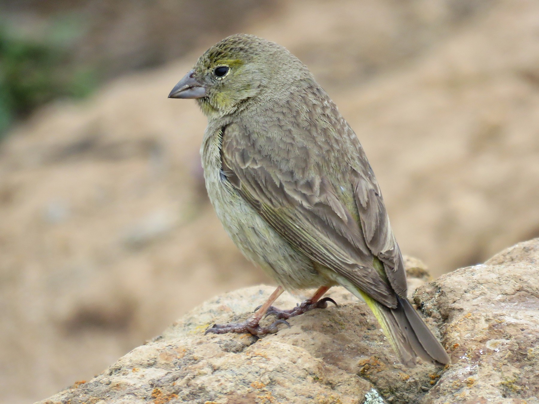 Bright-rumped yellow-finch - eBird
