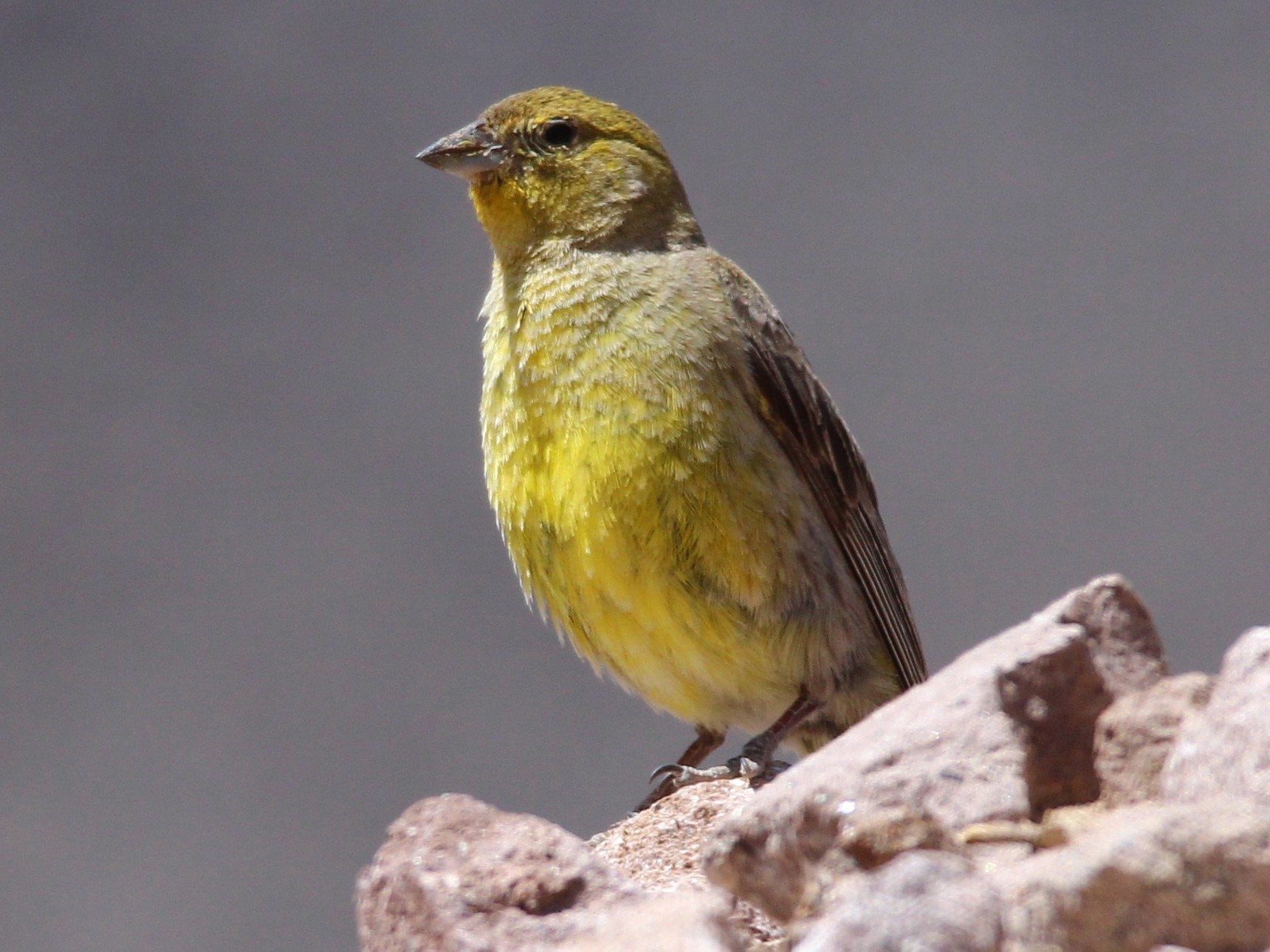 Greater Yellow-Finch - eBird