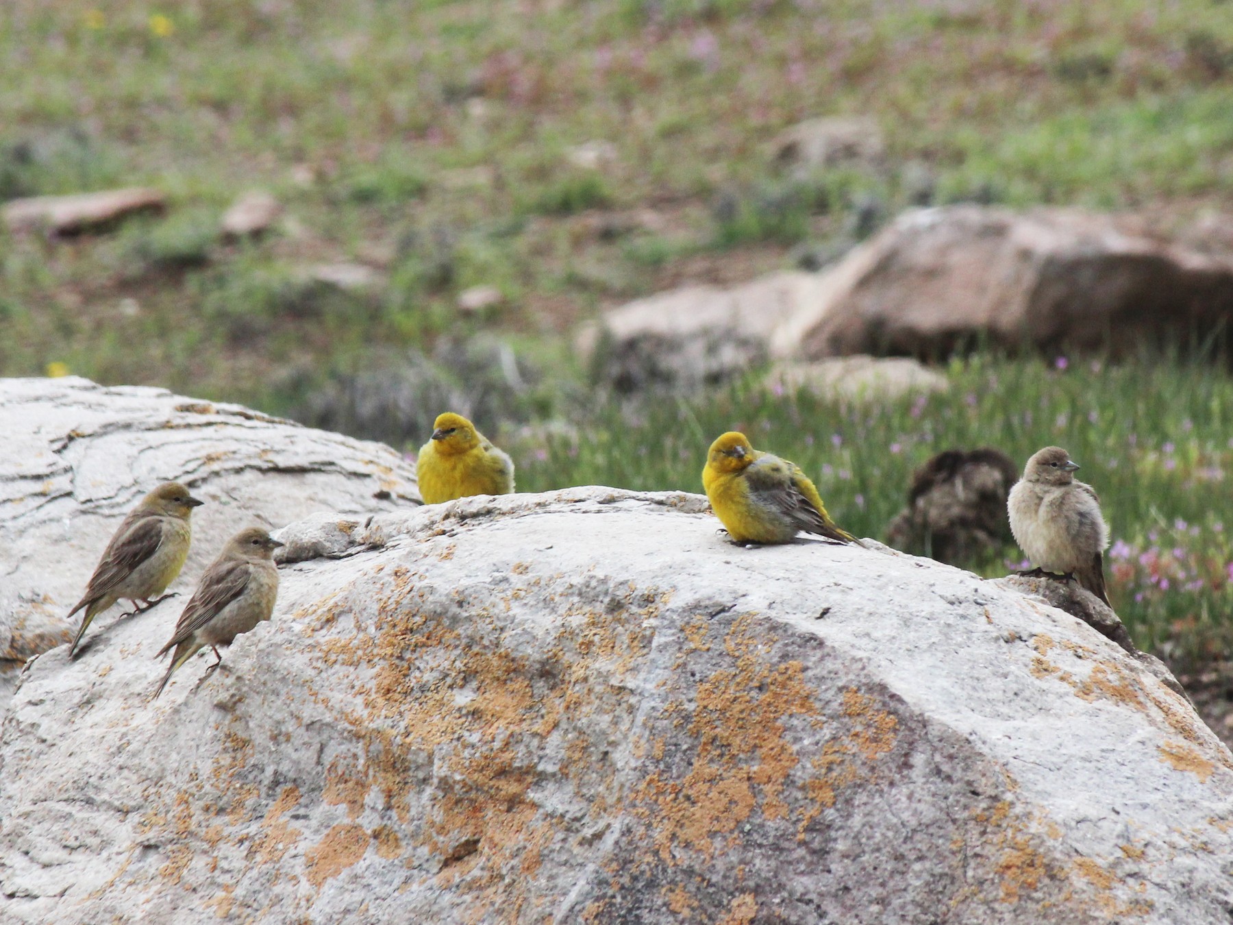 Greater Yellow-Finch - eBird