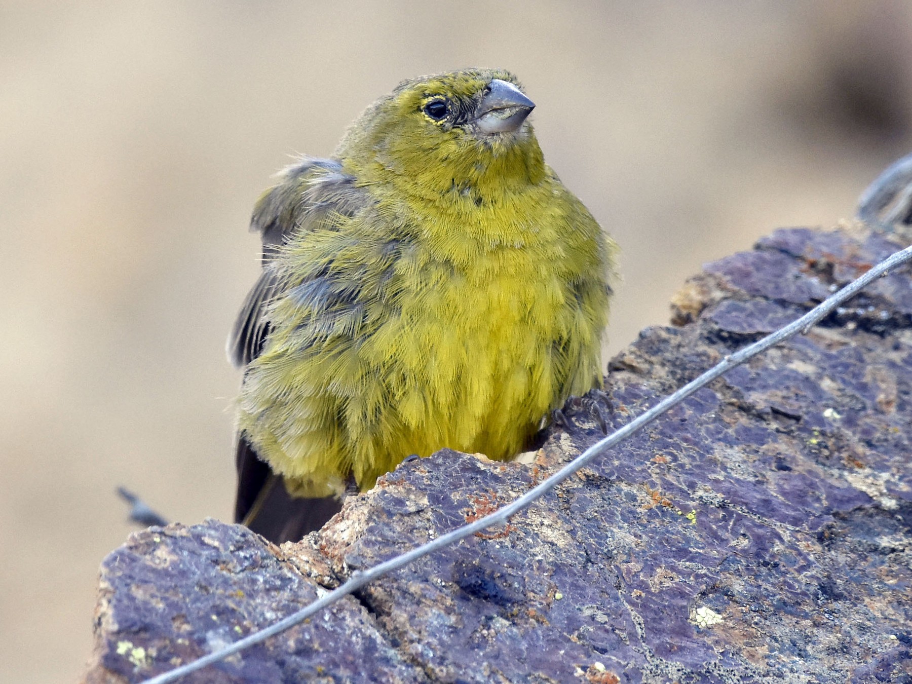 Greenish Yellow-Finch - eBird